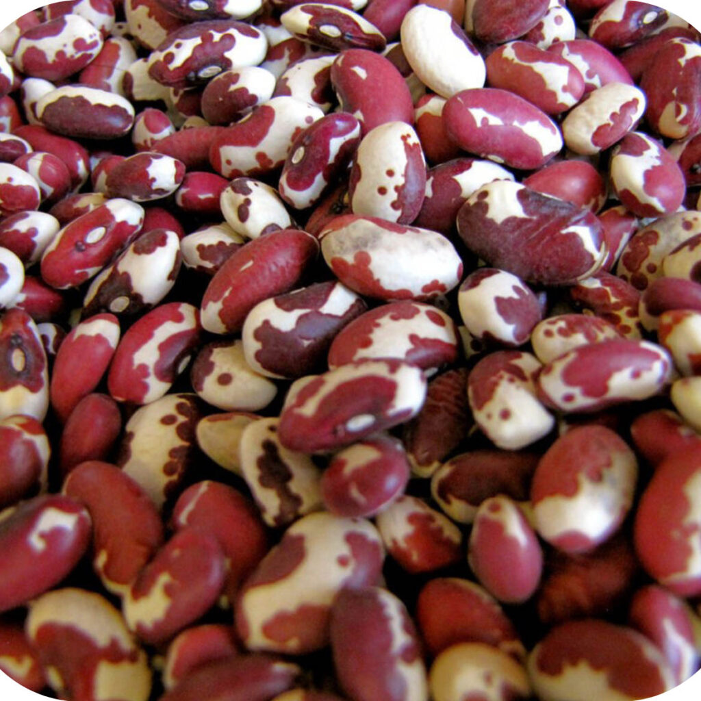 Mix and Match Custom Bundle – Great American Seed Up