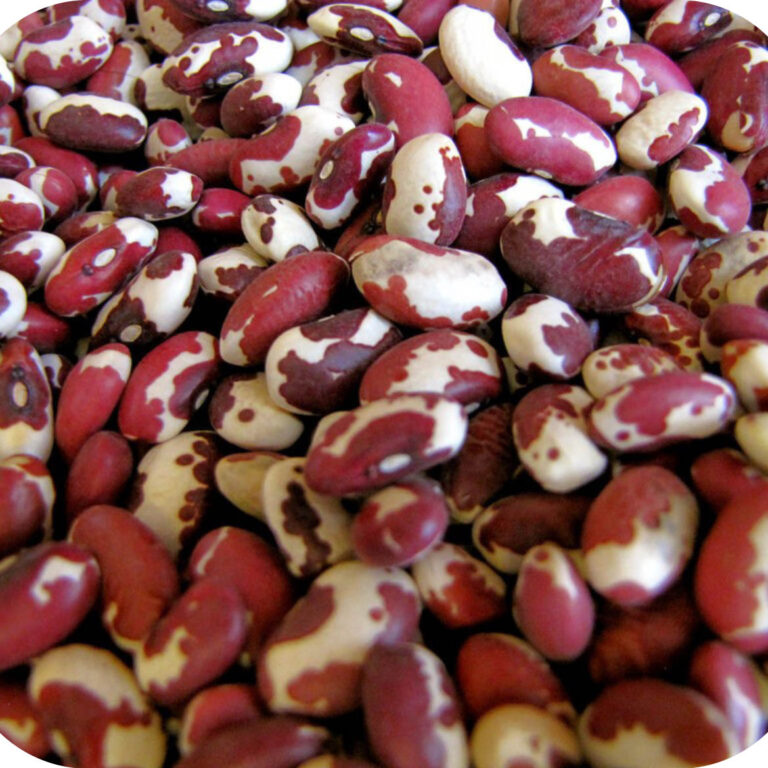 Mix and Match Custom Bundle – Great American Seed Up