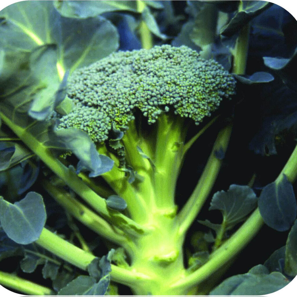 Mix and Match Custom Bundle – Great American Seed Up