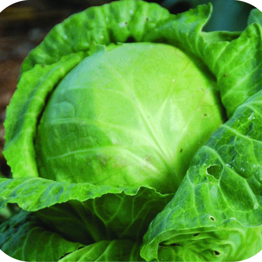 Mix and Match Custom Bundle – Great American Seed Up