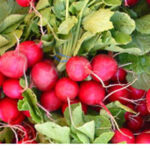 An Essential Garden – 250 Portions – Great American Seed Up