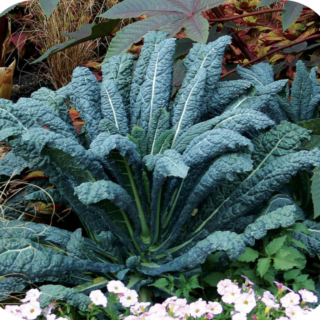 Kale; Lacinato – Great American Seed Up