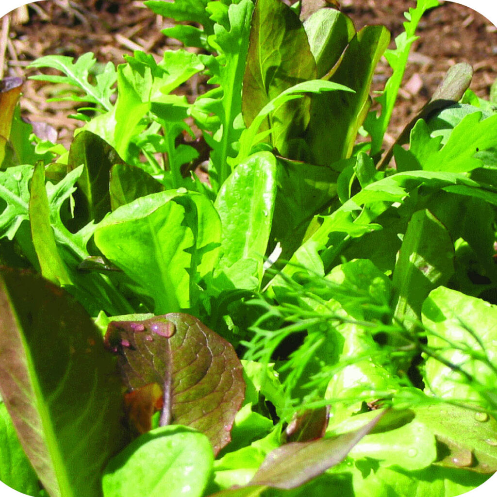 Lettuce; Mesclun Mix – Great American Seed Up