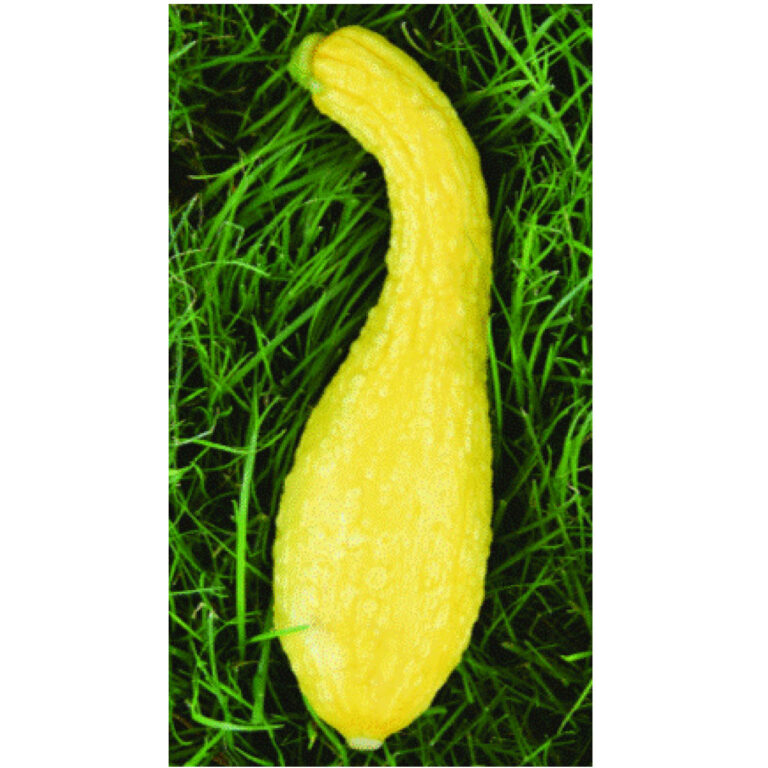 Squash; Early Prolific Straightneck (Summer) – Great American Seed Up