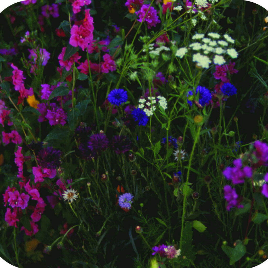 Flower; Cut Flower Mix – Great American Seed Up